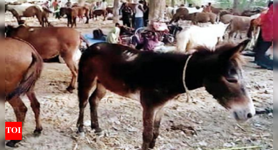 Unique donkey fair turns a crowd puller | Allahabad News - Times of India