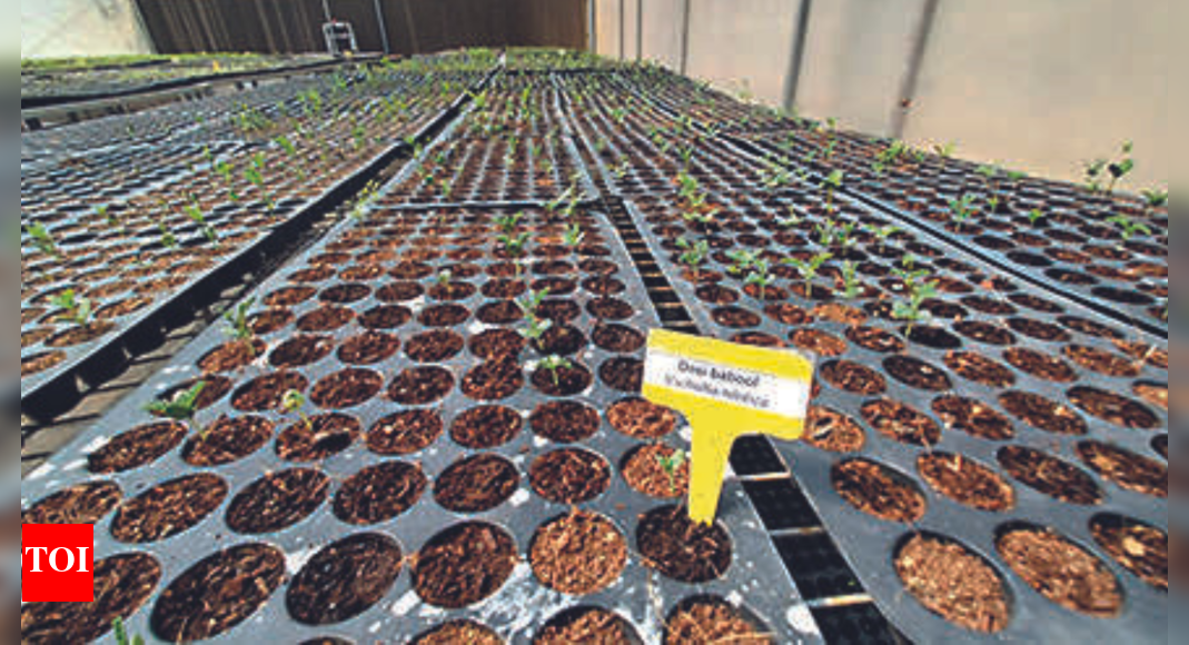 Delhi: This year's plantation programme to see rare native species ...