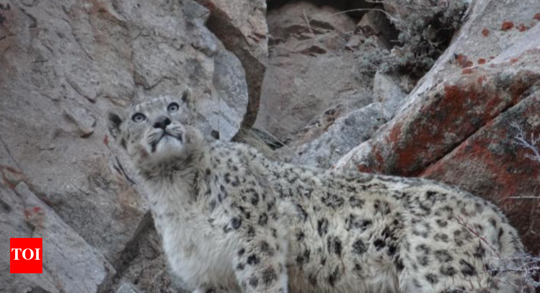 Majestic Snow Leopard hunts down prey along a cliff in Ladakh, video ...