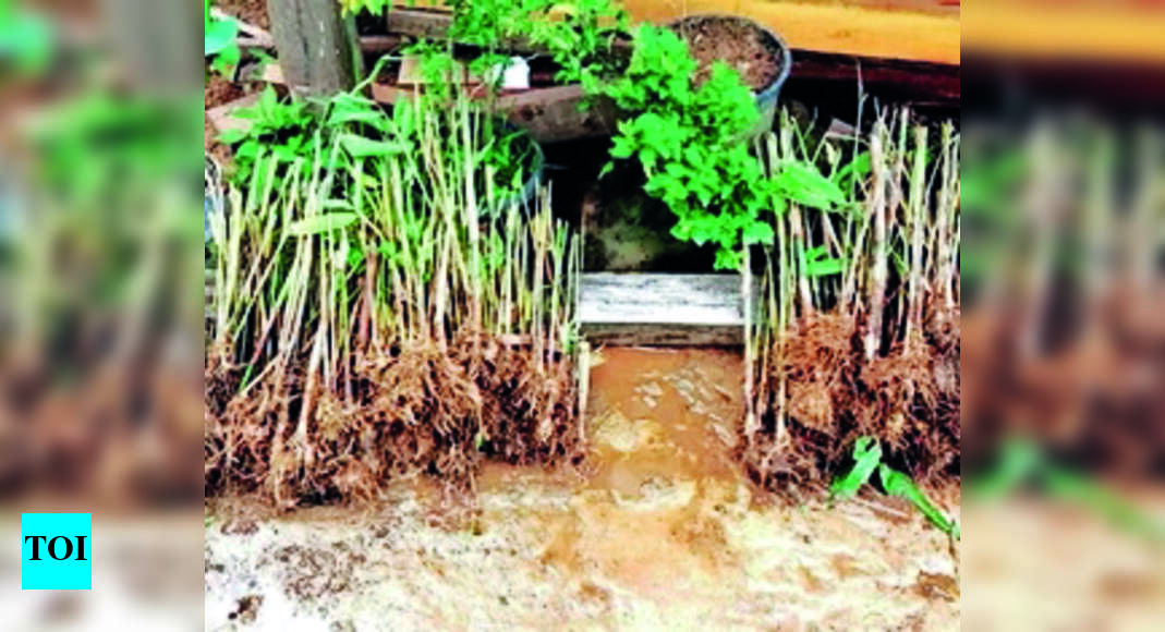 Chief Minister Mizoram - Times of India