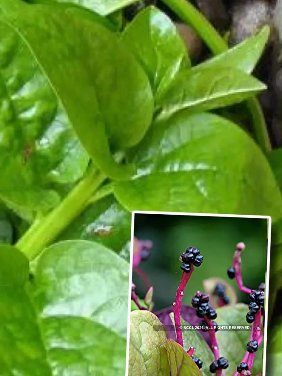 दिल-दिमाग सही रखना है तो खाएं पोई साग, 8 बातें! | Eat poi saag keep ...