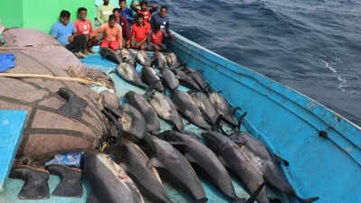Dolphin poaching racket busted off Porbandar coast; 10 fishermen ...
