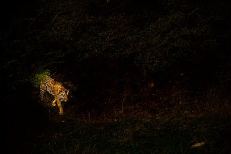 Coolest adventures in South India | Times of India Travel