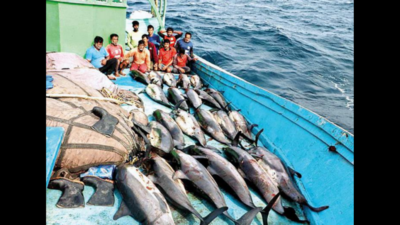 Dolphin poaching gang busted, 10 men arrested in Gujarat | Rajkot News ...