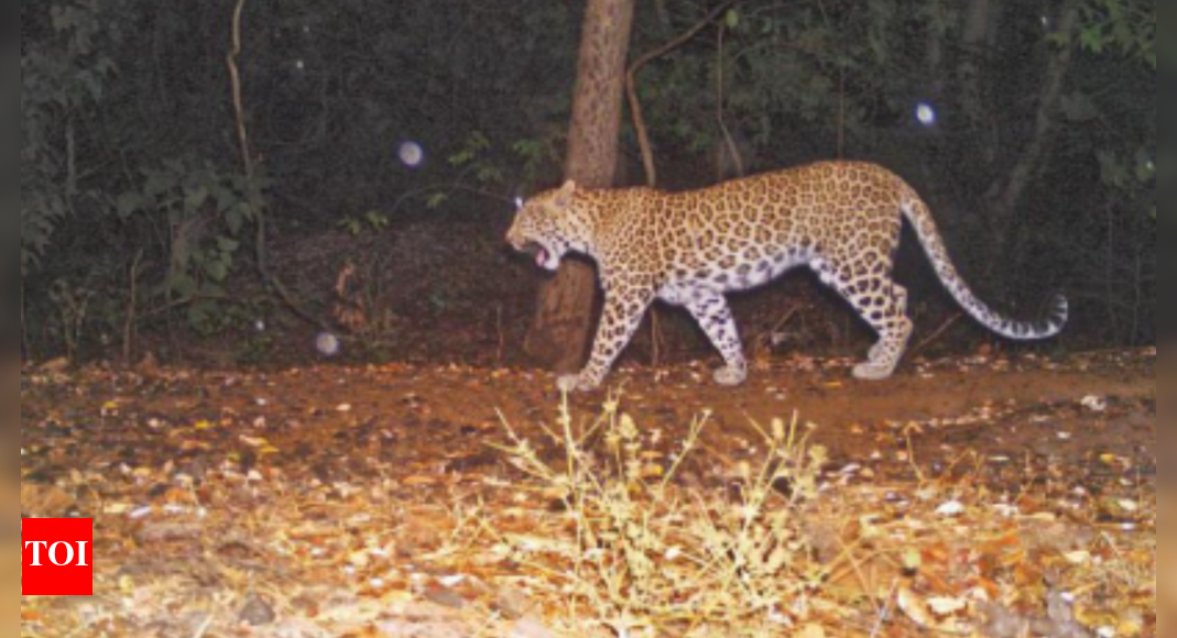 3-yr-old Killed In Leopard Attack, Second Incident In Three Months ...