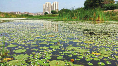 'Save aquatic plants during Chennai lake restoration project' | Chennai ...