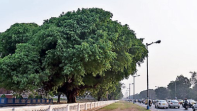 State Plans Sandalwood Gardens Across Kolkata | Kolkata News - Times of ...