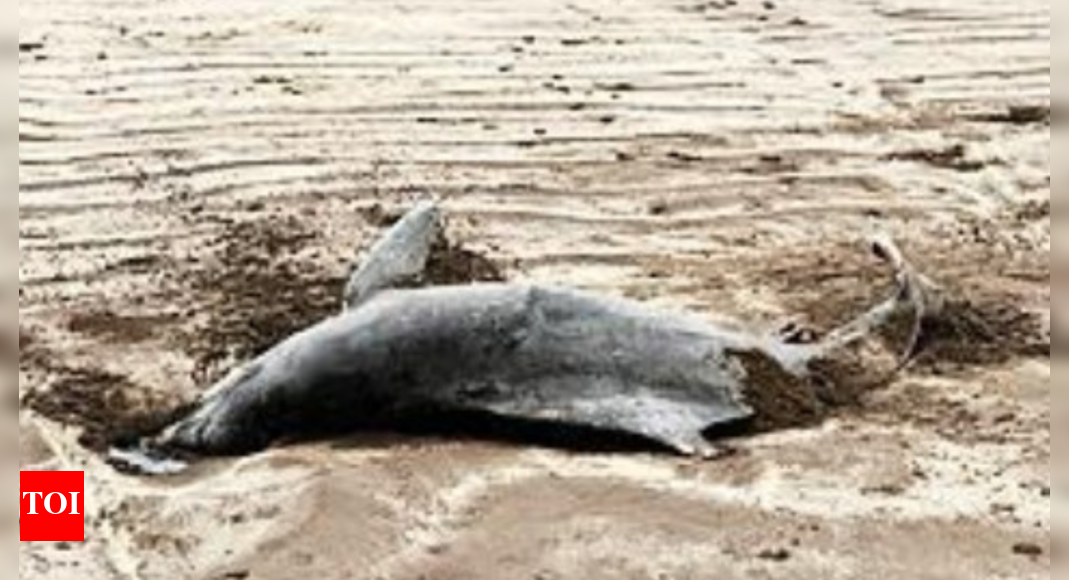 Dolphin washed ashore at Maharashtra's Kihim beach, second case in a ...
