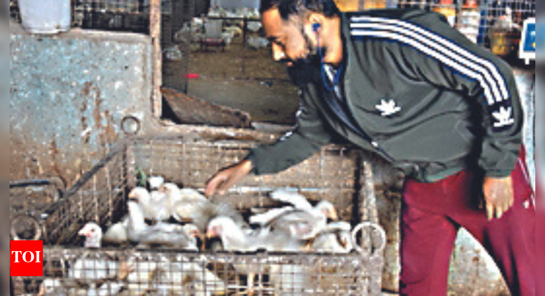 Normalcy Returns As Chicken, Egg Shops Reopen In Ranchi | Ranchi News ...