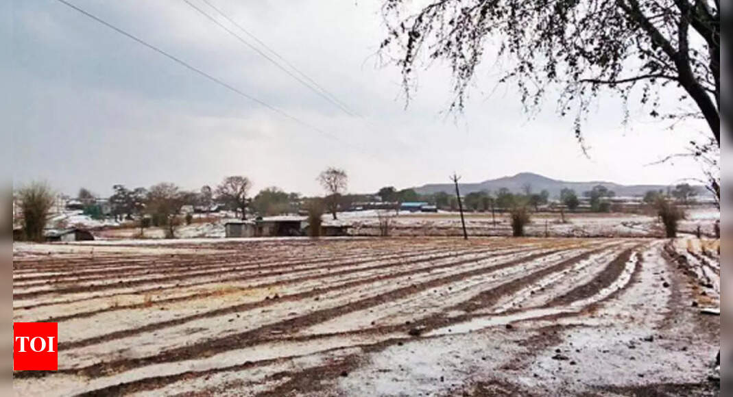 Rain, Hailstorm Wreak Havoc On Standing Crop | Indore News - Times of India