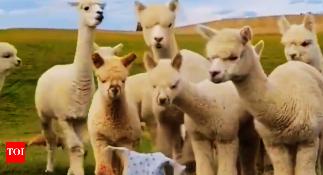 What happens when you leave a baby in a herd of Llamas? Watch this ...