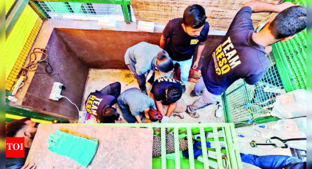 Nda: Panic grips residents after leopard strays into village barely ...