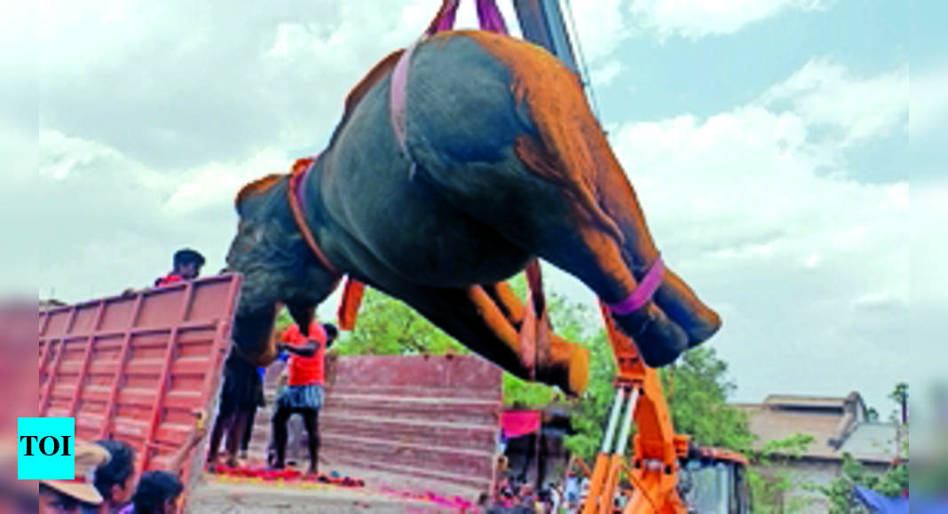 65-yr-old Captive Elephant Dead | Madurai News - Times of India