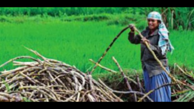 New initiatives to give fillip to organic farming in Tamil Nadu ...