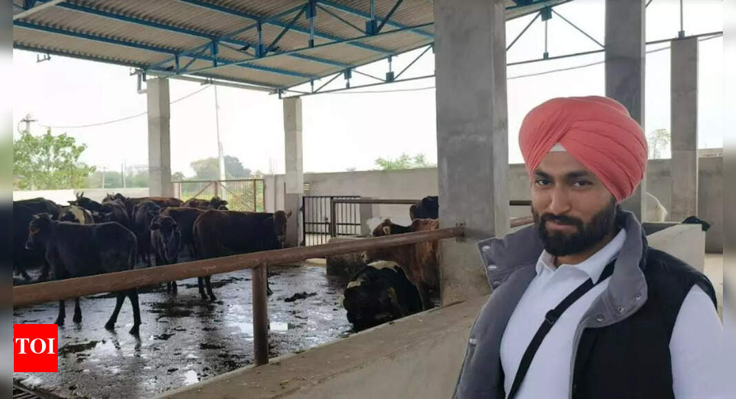 A gaushala managed by animal rights activists | Amritsar News - Times ...