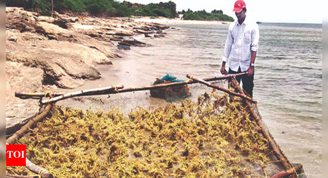 Central: Big Push For Seaweed Cultivation In Ap | Visakhapatnam News ...