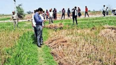 Crops Of Over 10,000 Farmers Destroyed In Unseasonal Rain | Allahabad ...