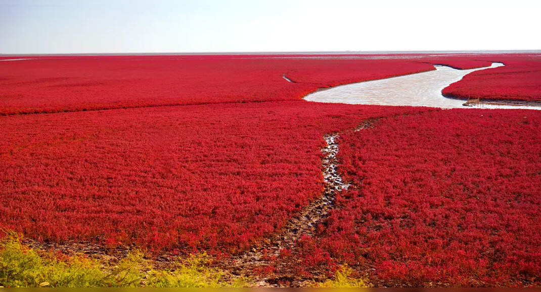 This unusual beach in China is a wildlife treasure trove, China ...