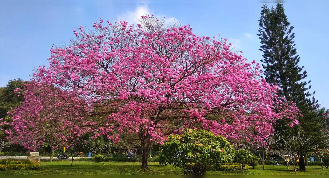 In photos: Bengaluru in springtime is a sight for sore eyes | Times of ...