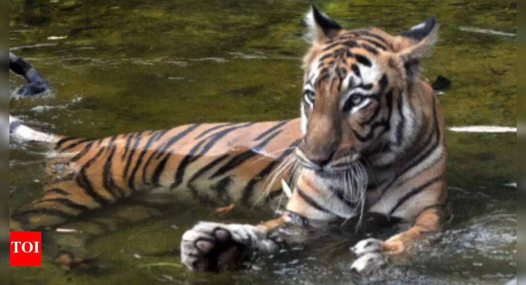 PM to release new tiger population figures in Mysuru on April 9, India ...