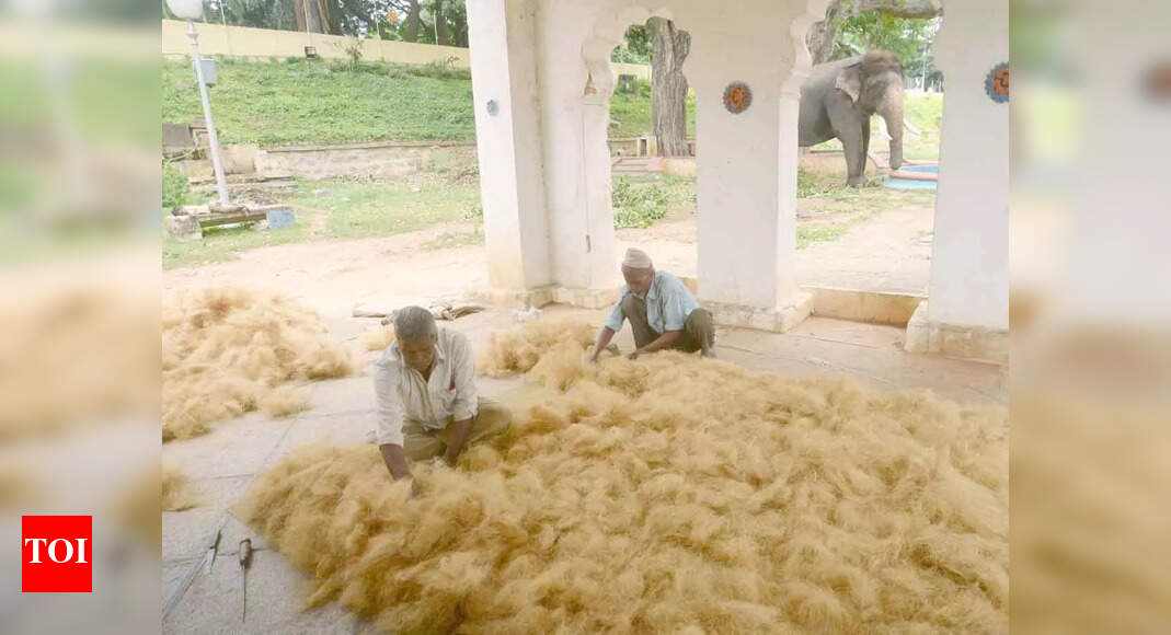 Cabinet approves MSP for raw jute for 2023-24 season - Times of India