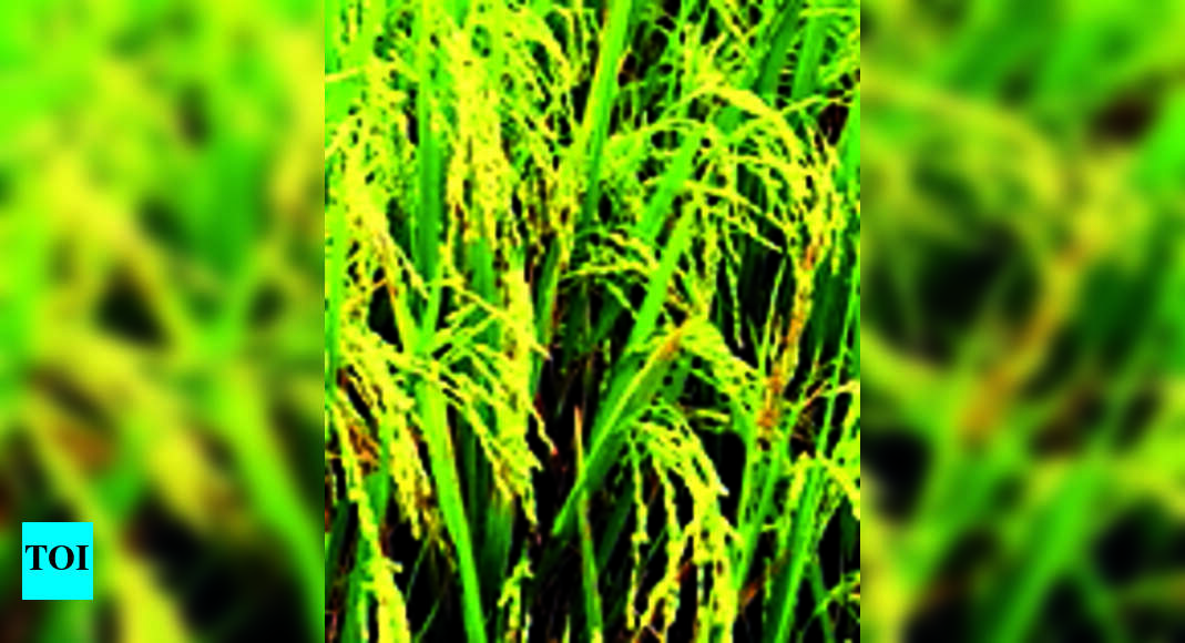 Chhattisgarh: Cm Raises Paddy Purchase Cap To 20 Quintal Per Acre ...