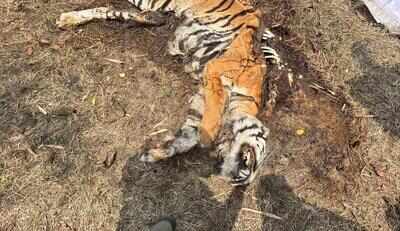 Tiger cub dies of starvation, 9-day-old carcass of tigress found ...