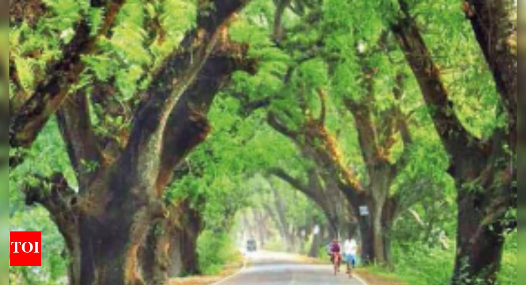 Activists suggest alternatives to felling of century-old trees along ...