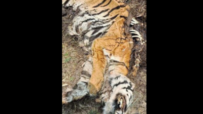 Tiger cub dies of starvation, 9-day-old carcass of tigress found ...