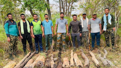 16 red sanders logs seized in Andhra Pradesh’s Seshachalam forests | Amaravati News - Times of India
