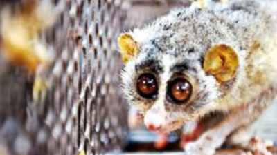 Walkers find slender loris electrocuted on Bangalore University campus ...