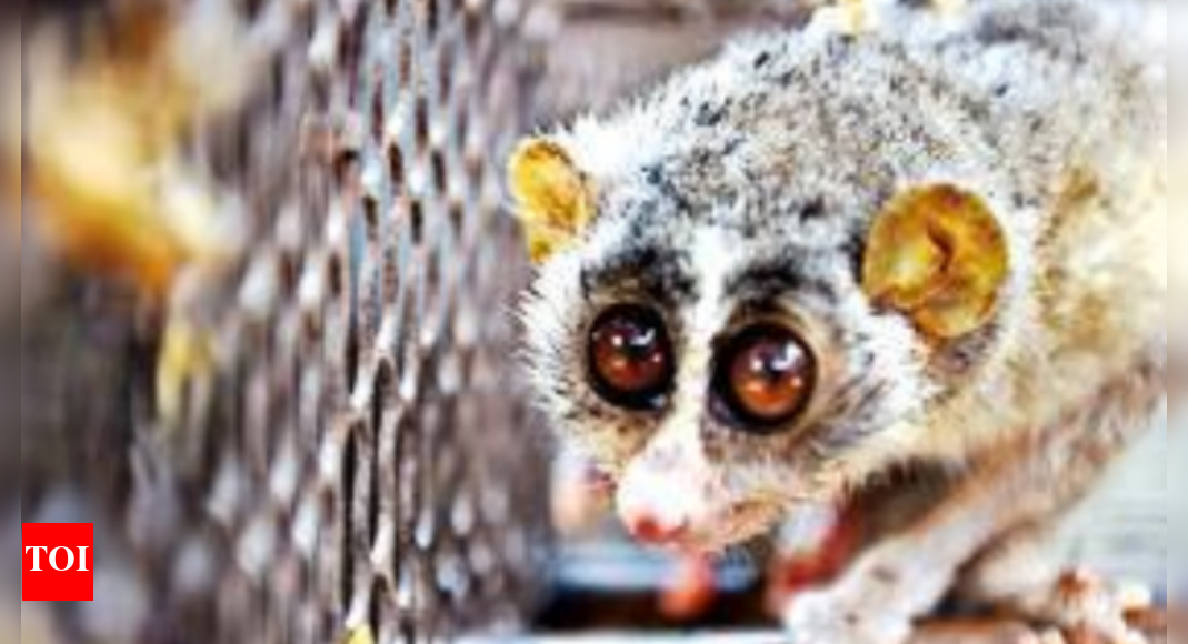 Walkers find slender loris electrocuted on Bangalore University campus ...