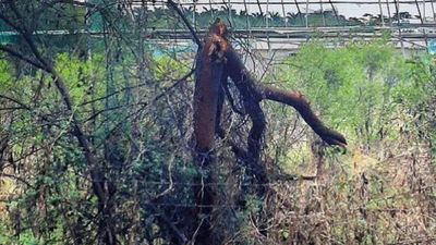 Himayat Bagh: Mango Contractor’s Tree Felling At Himayat Bagh Leaves ...