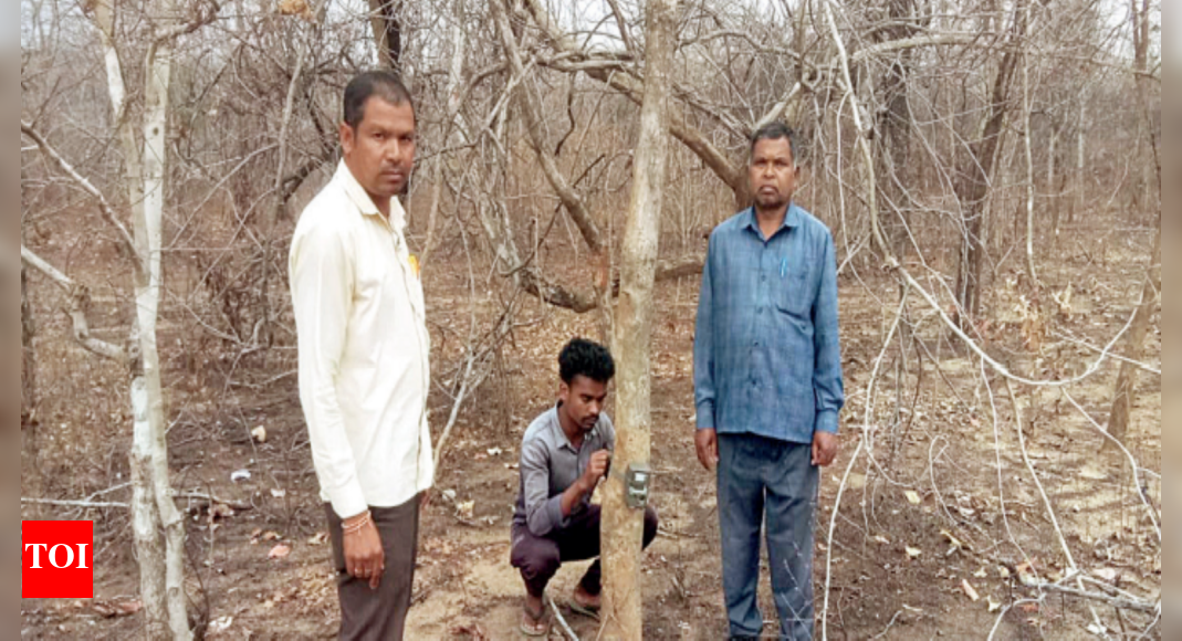 'Big cat kills 6 cattle heads in 6 days' in Odisha | Bhubaneswar News ...