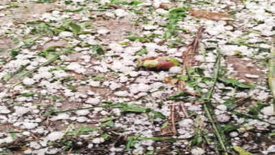 Rain, hailstorm damage crops, houses in 2 districts | Bhubaneswar News ...