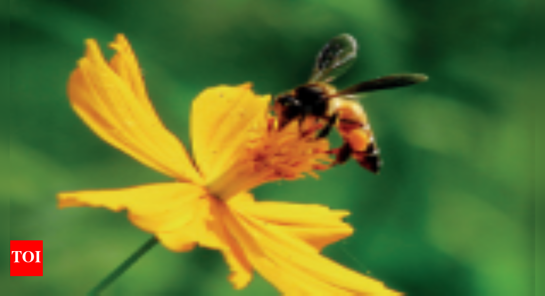 Bees attack tourists who switched on mobile torches inside cave, 11 ...