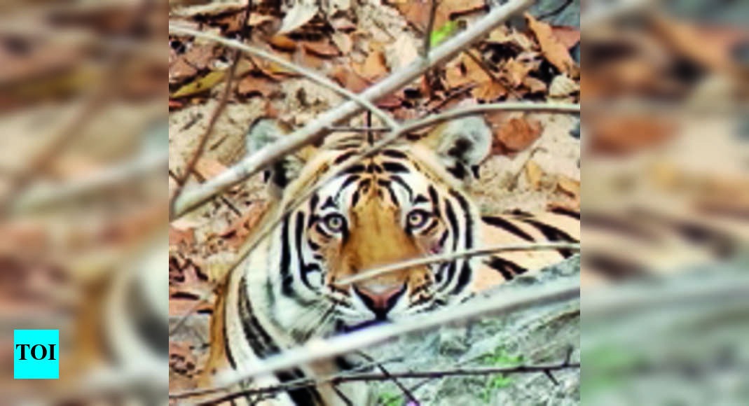 Palamu Tiger Reserve: Palamu Forest Officials Wary Of ‘selfie With The ...