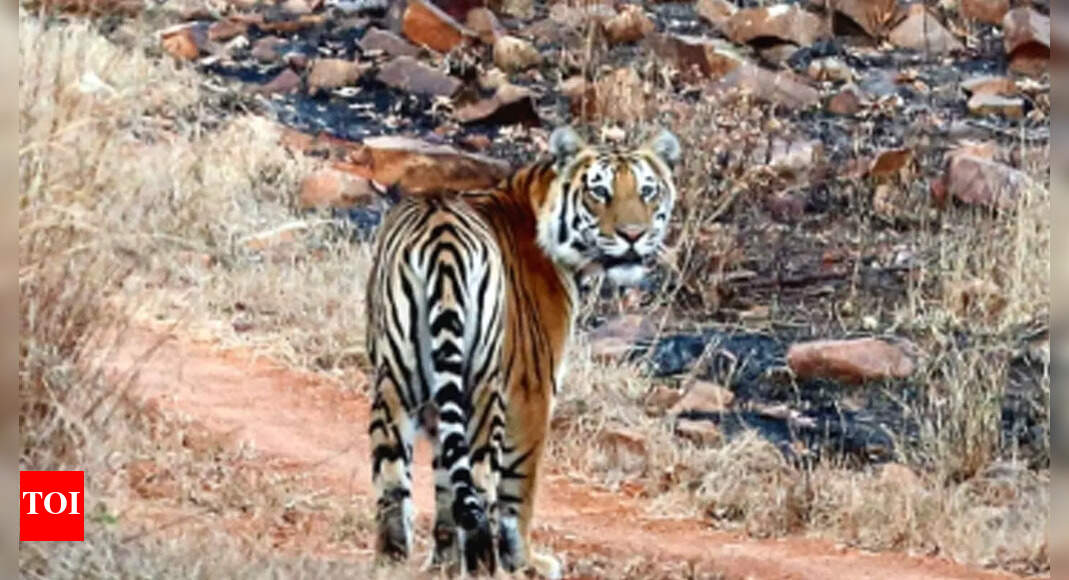 Amangarh Tiger Reserve: Territorial UP tigers ‘refuse entry’ to 6 ...