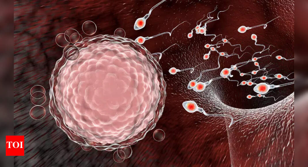 All you need to know about fertility - Times of India