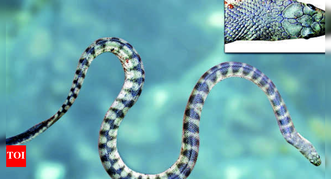 Sea snakes sightings along Chennai coast record a spike | Chennai News ...