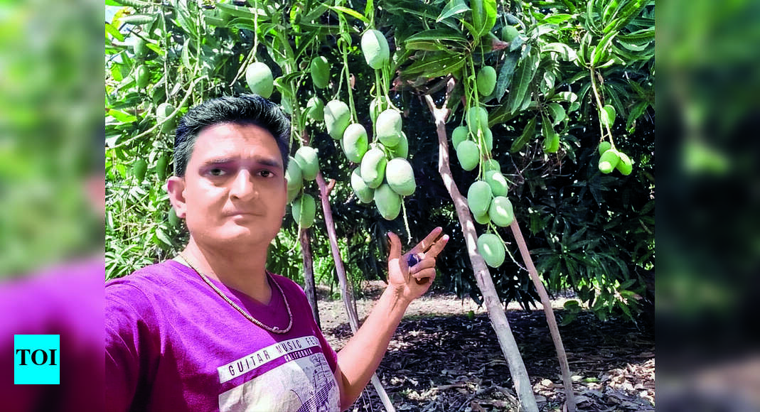 God Save Us! Rain-battered Mango Orchard Farmers In Gir, Amreli Cry ...