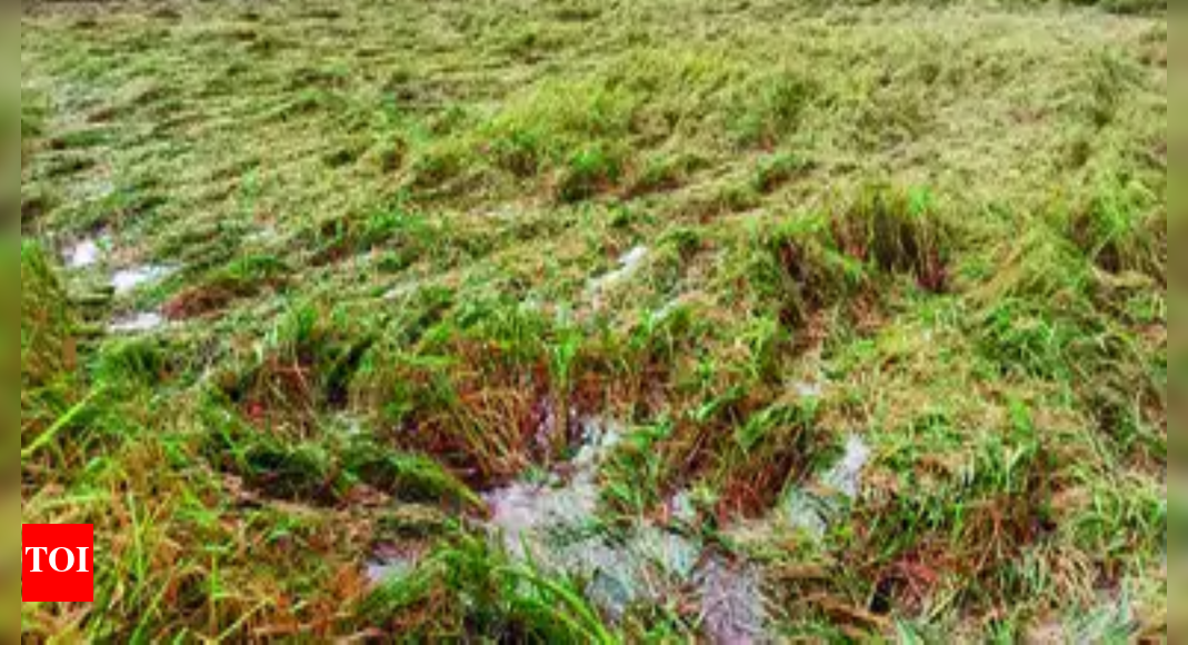 Crops On Nearly 41,000ha Lost To Natural Calamities In State | Kochi ...