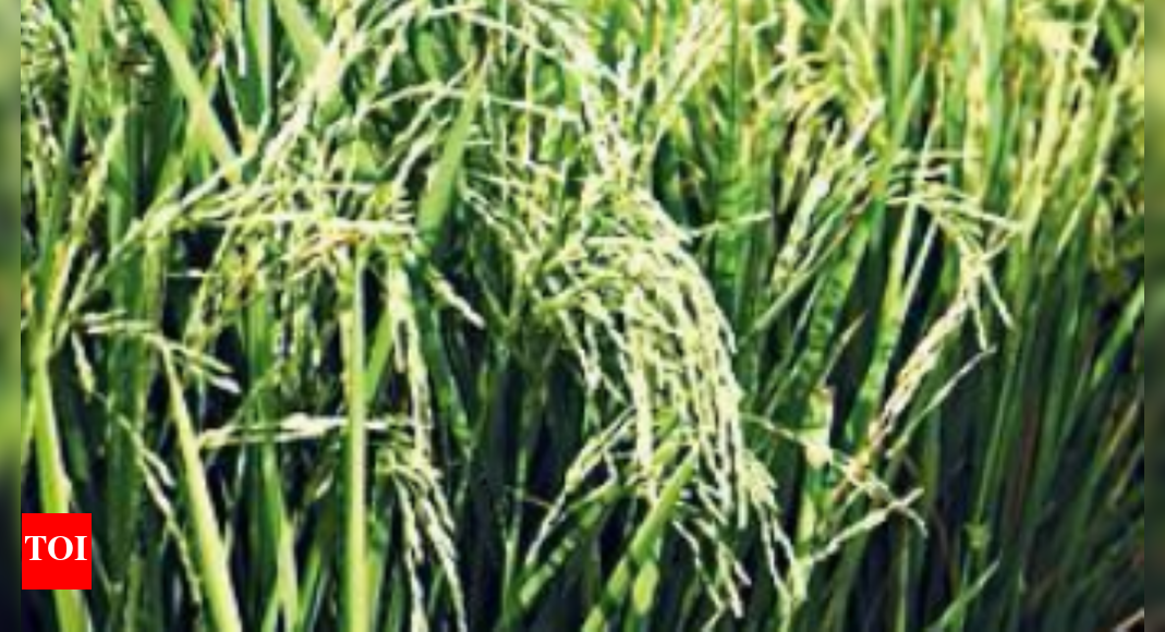 Telangana paddy varieties save water, popular in several states ...