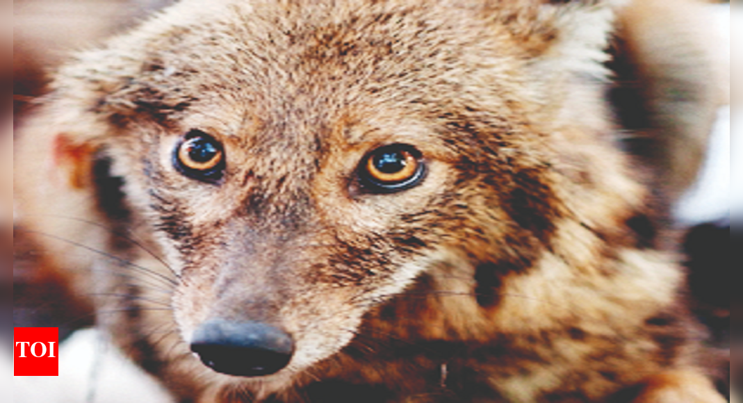 Mahankal: Girl Saves Mother From Attack By Wild Animal | Kolhapur News ...