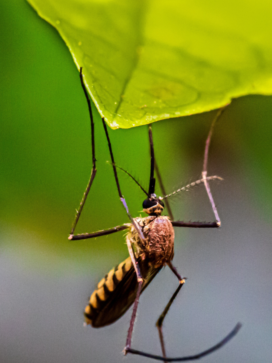 10 natural ways to get rid of mosquitoes | Zoom TV