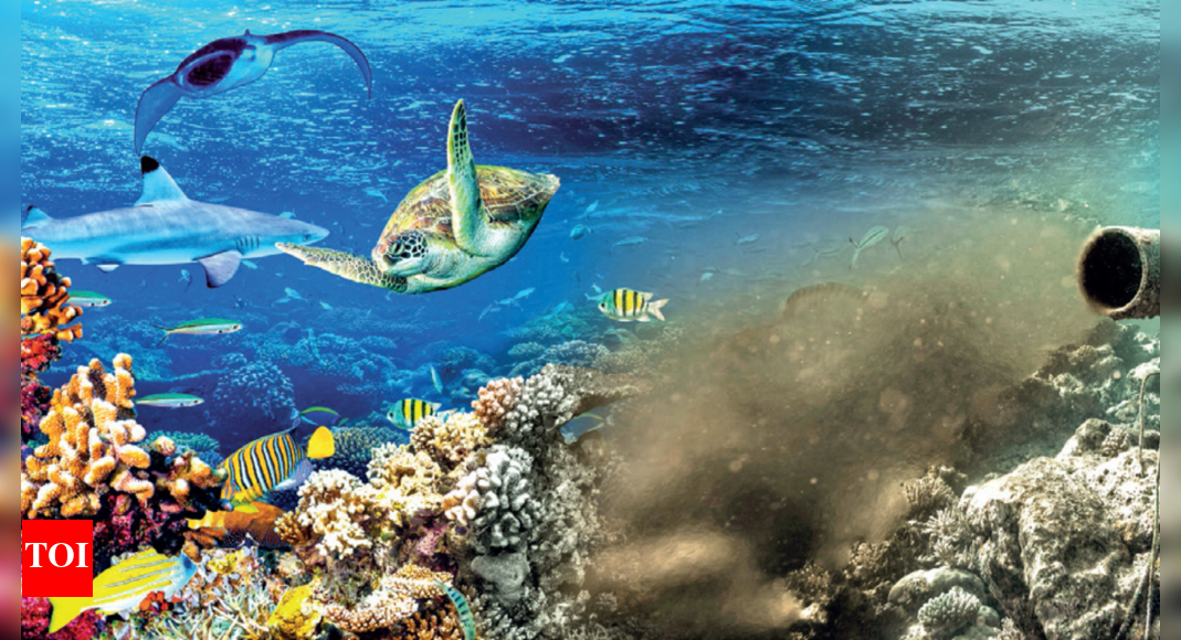 Lack of sewage treatment facilities near coast plus marine life at risk ...