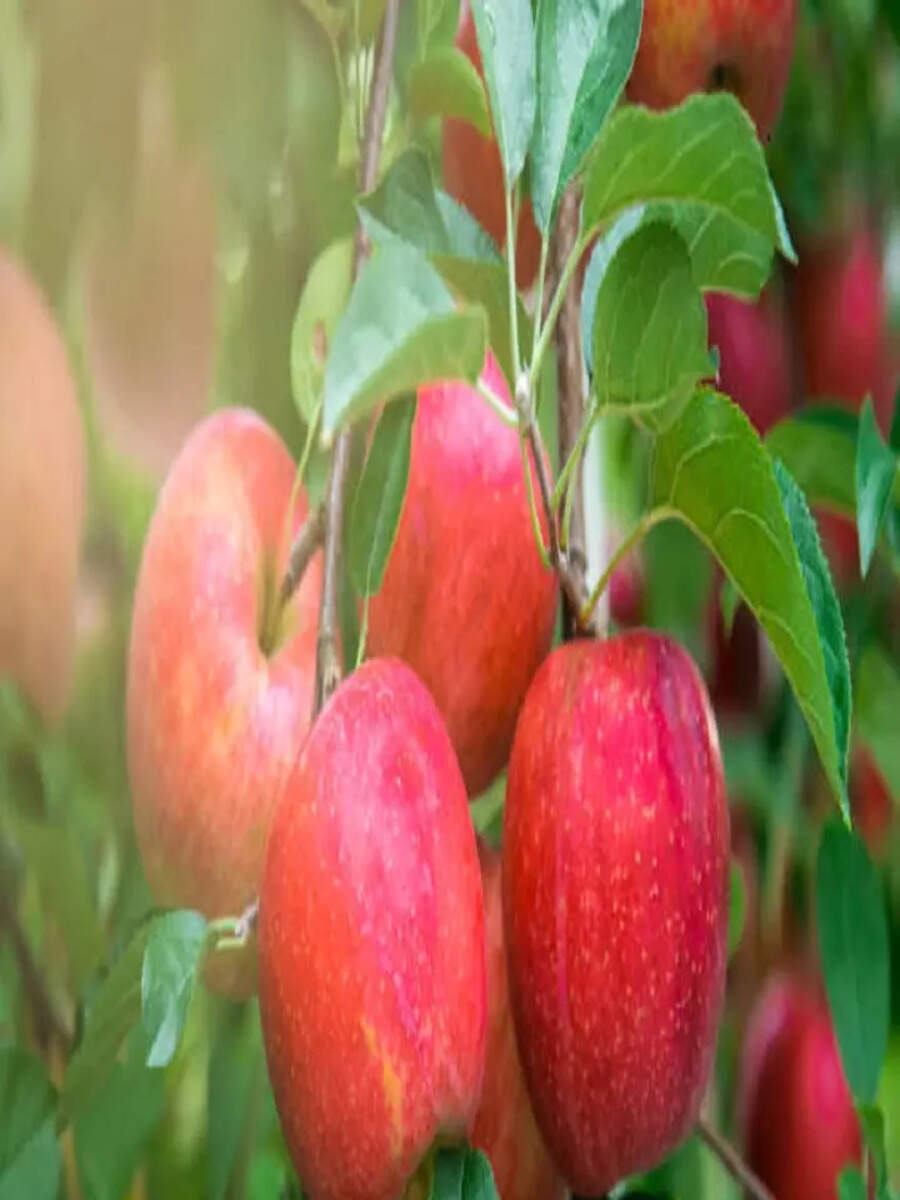 10 Important Health Benefits Of Eating Apples Times Now