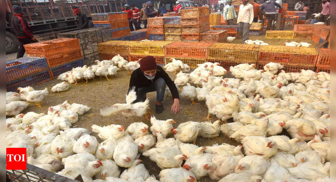 Gujarat high court mulls over meat of the matter | Ahmedabad News ...