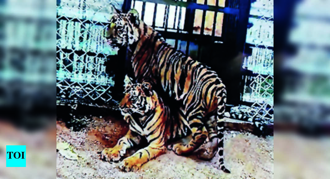 Pench: Pench Reserve Starts Rewilding Of Two Orphan Tiger Cubs ...
