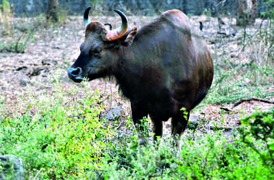 Woman Injured In Gaur Attack Near Her Farm | Kolhapur News - Times of India